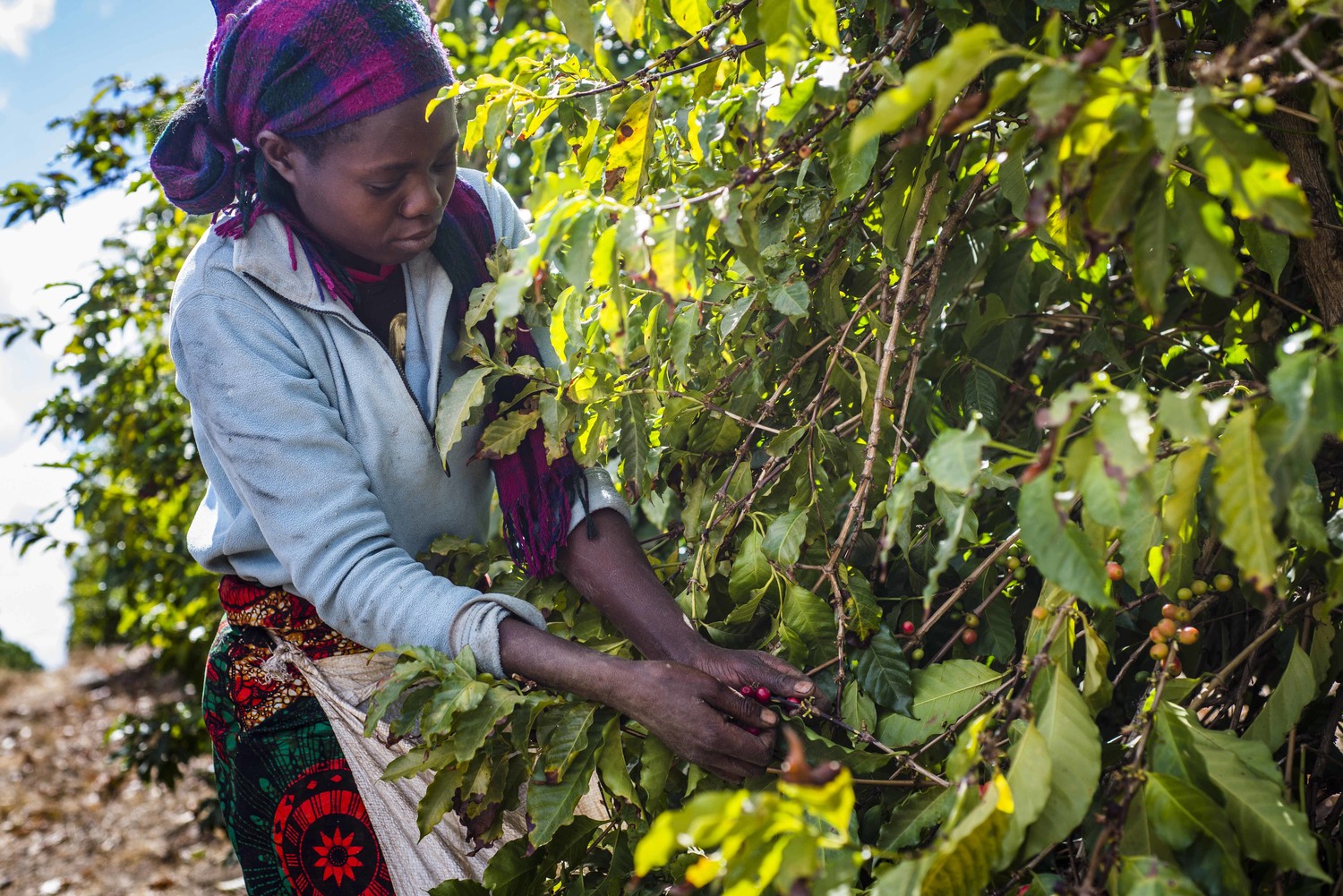 Anti-Entwaldungsverordnung: Verschiebung • Table.Briefings